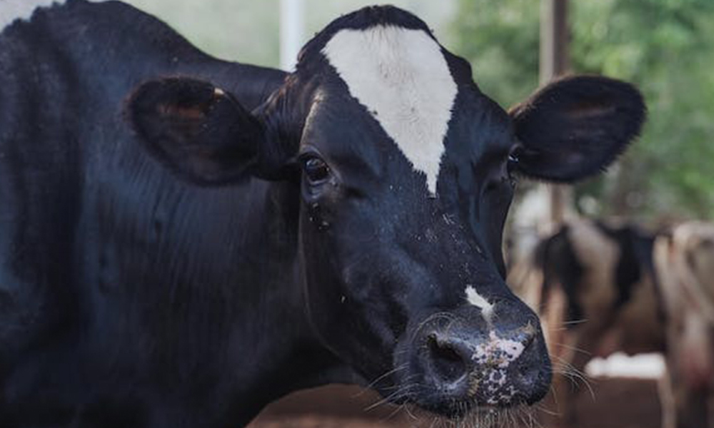 Parasite Watch: Managing Stomach Worms In Cattle | agridirect.co.uk